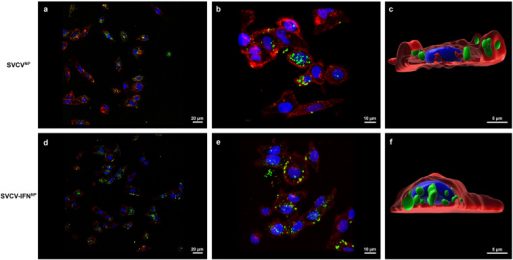 Evolutive Immunology: “How modular protein nanoparticles may expand the ...